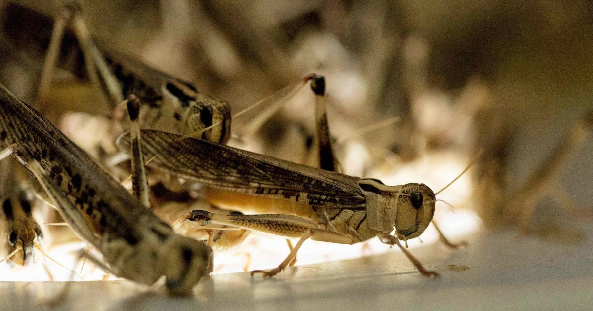 Insect Family Tree Traces Bugs' History Back 480 Million Years