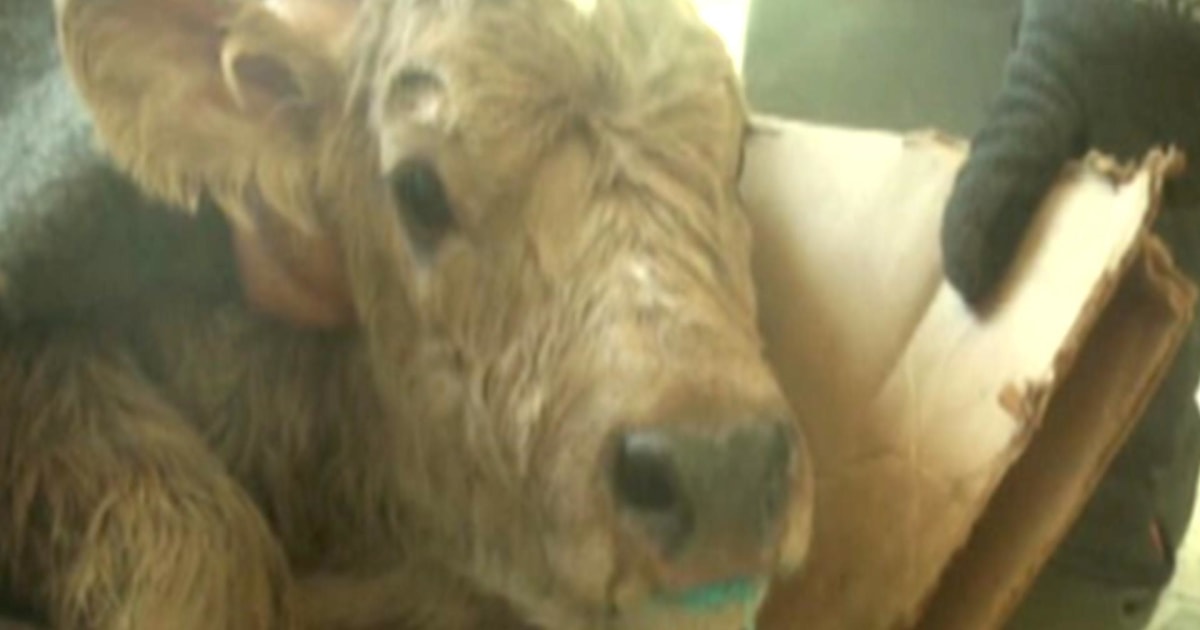 Rancher Opens Up Home to Freezing Cow