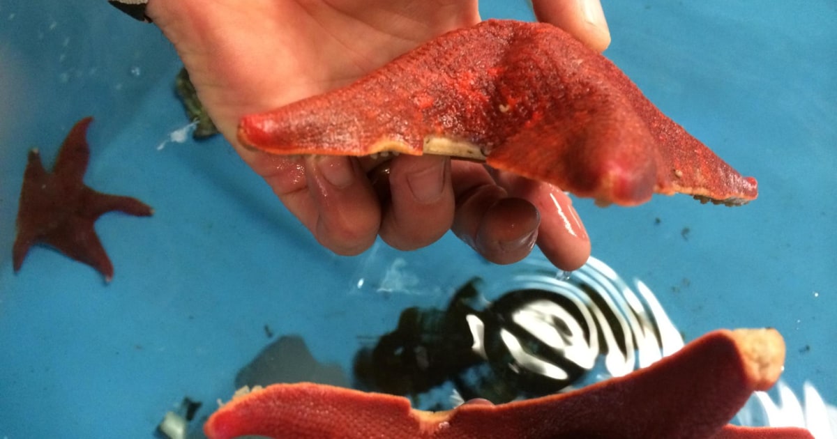 Virus Named Top Suspect in Mysterious Deaths of Millions of Starfish