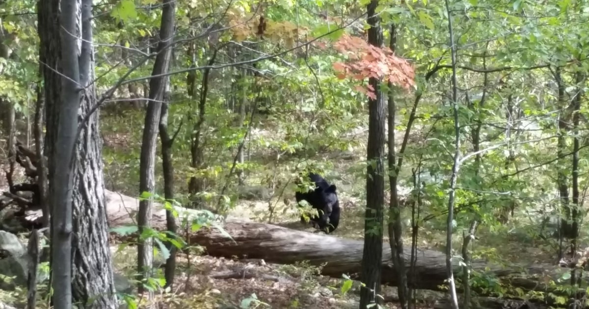Hiker Took Photo of Bear Before It Killed Him
