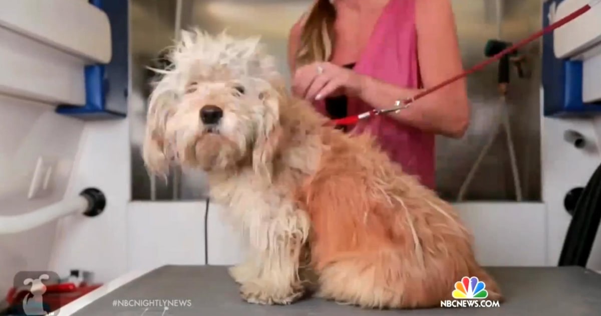 'You've Changed Their Lives': Makeovers Help Shelter Dogs Find Homes