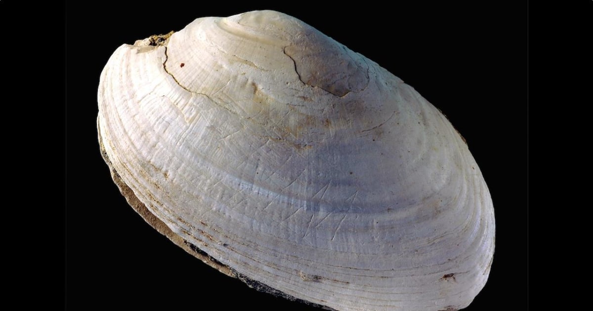 Old Master: 540,000-Year-Old Shell Has Oldest Ever 'Art'
