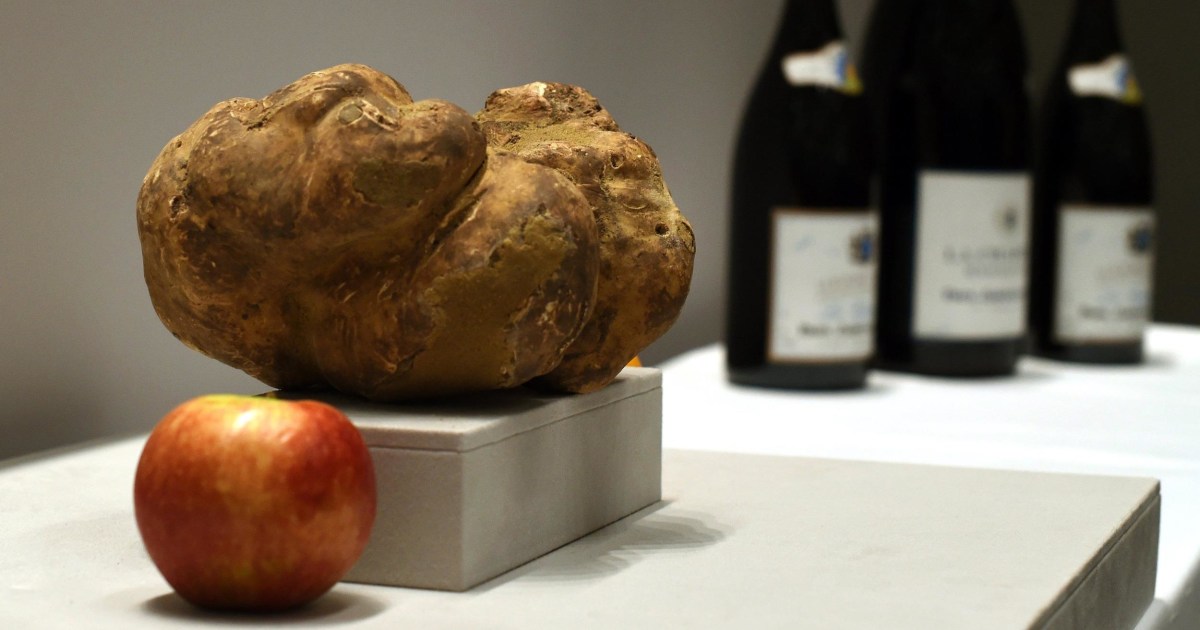 Massive Truffle Sells for More Than $61,000 at Auction