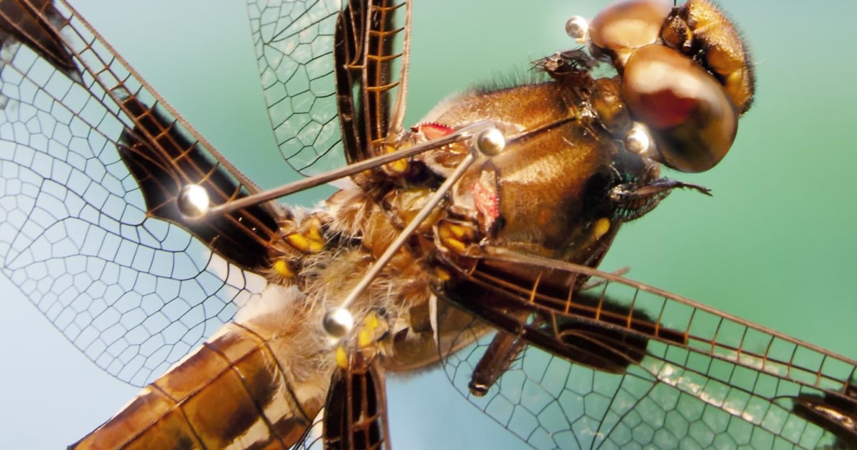 Dragonflies on the Hunt Are Smarter Than You Think
