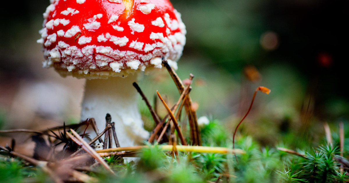 Magic Mushrooms Found in Queen Elizabeth's Garden at Buckingham Palace