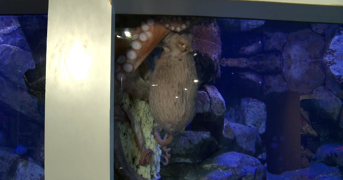 Aquarium's 'Octomom' Dying to Brood Thousands of Eggs