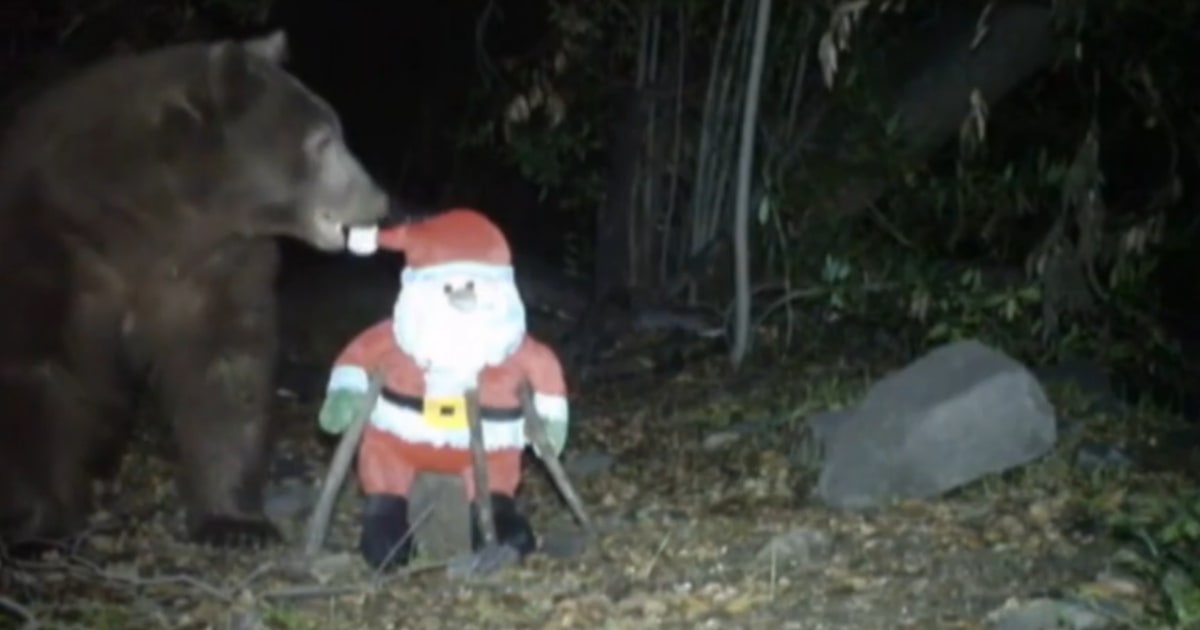 Photographer Captures Bear's Encounter With Stuffed Santa