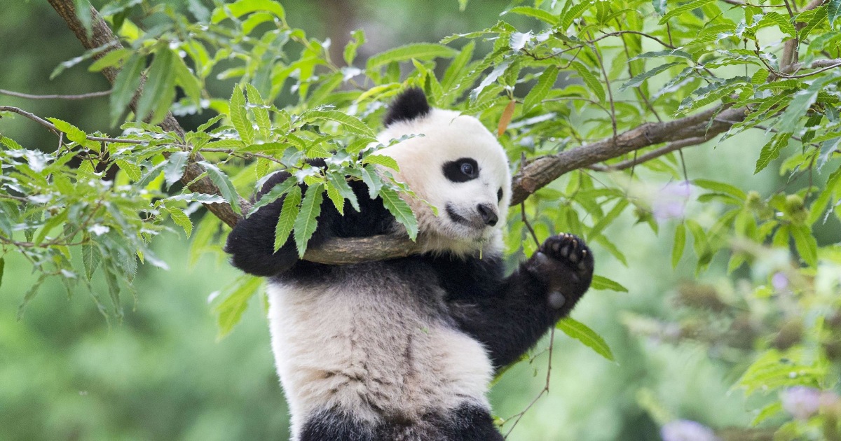 Hang In There, Bao Bao! Panda Celebrates First Birthday