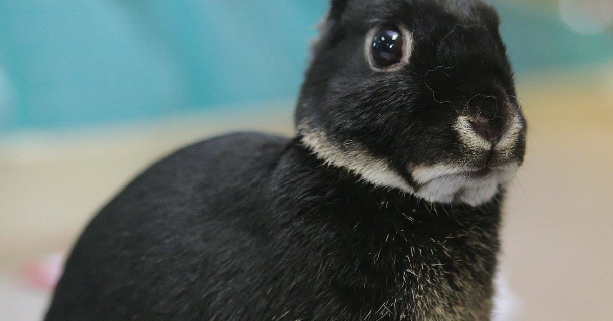 Rabbit Breeder to Pope: You Don't Know Rabbits