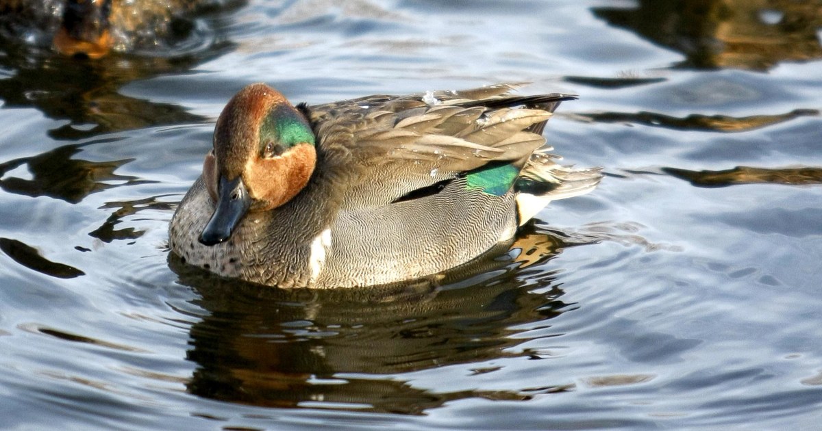 New Bird Flu Found in U.S. Duck for First Time