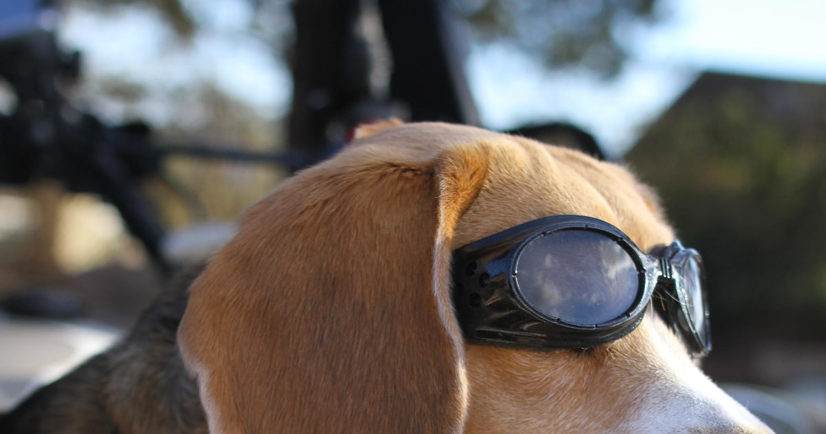 'It's So Cool!': Sidecar Dogs Make Easy Riders