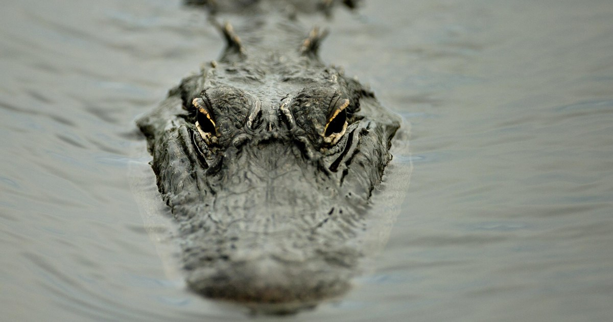 do american alligators attack humans