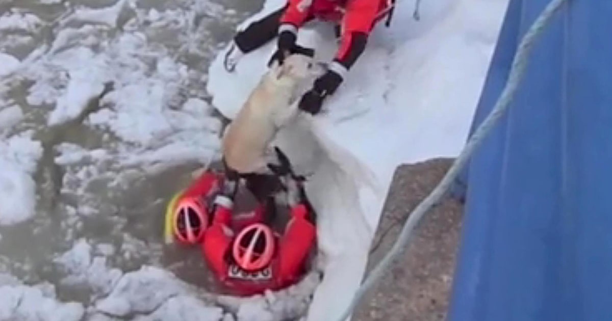 Dog Days of Winter: Rescuers Save Pups from Icy Waters in Michigan ...