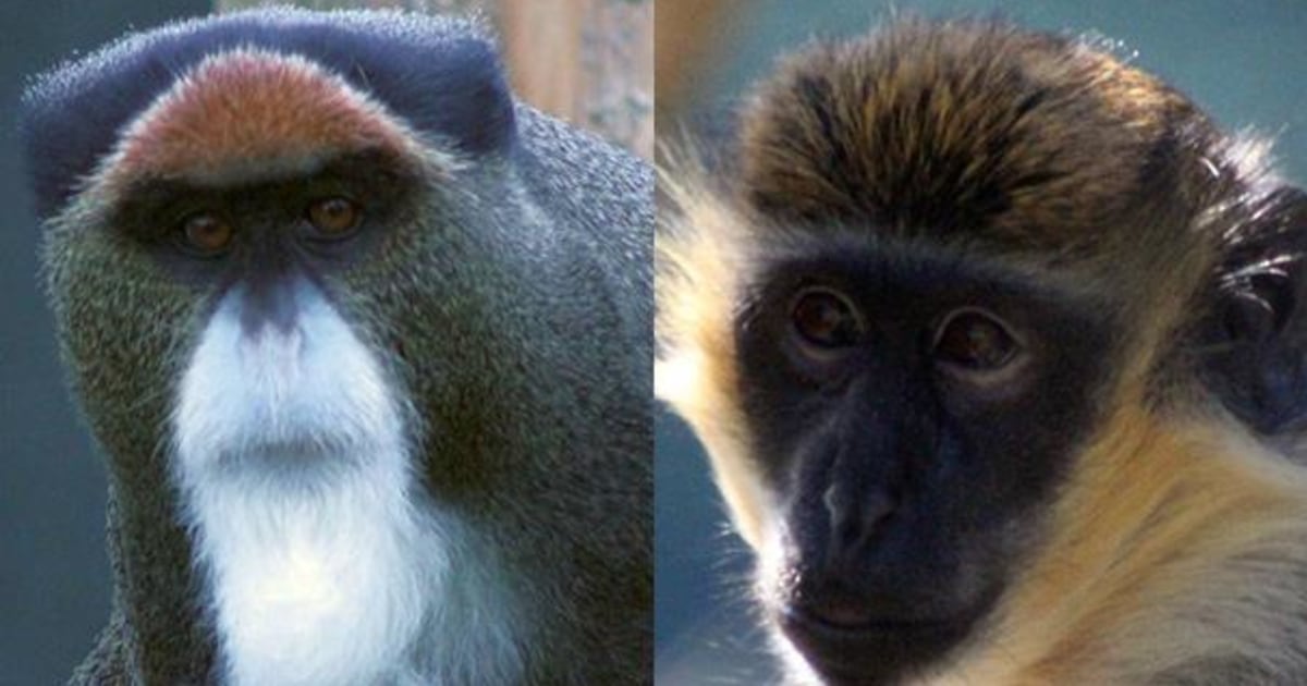 How to Tell Monkeys Apart? By Their Beards and Mustaches