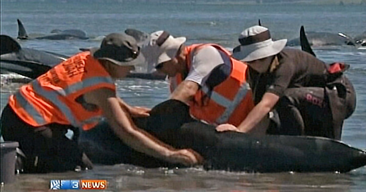 Nearly 200 Pilot Whales Strand Themselves off New Zealand