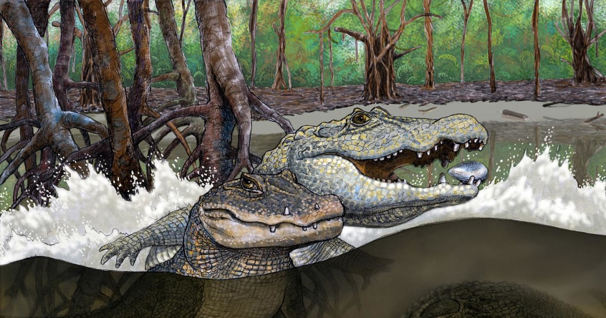 Chock Full of Crocs! 7 Fossil Species Found in Peruvian Amazon