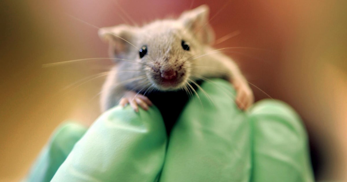 More Animals Used in Lab Experiments, Study Finds