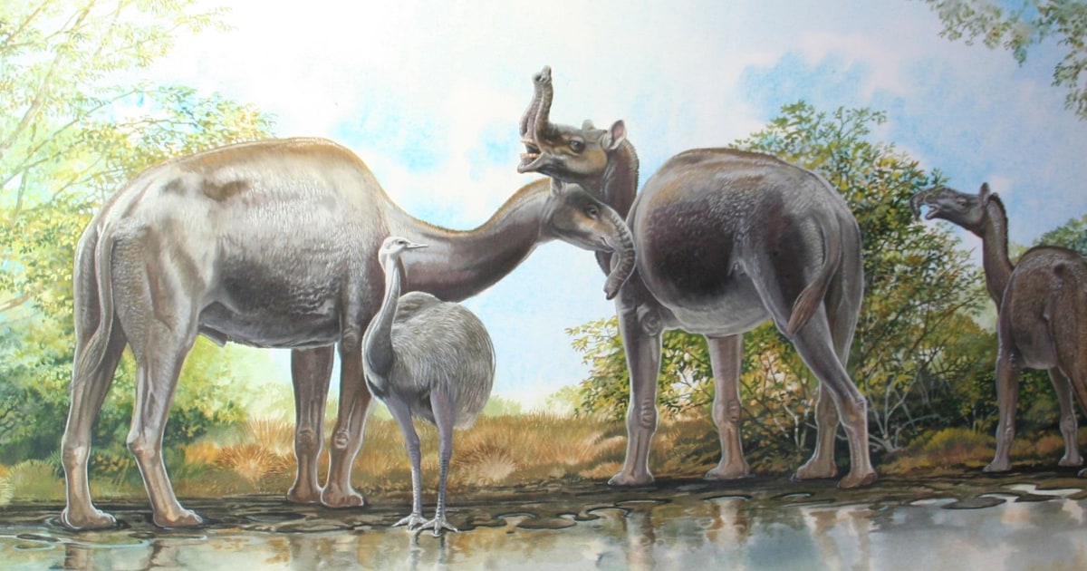 Proteins Show How Darwin's 'Strangest Animals' Evolved