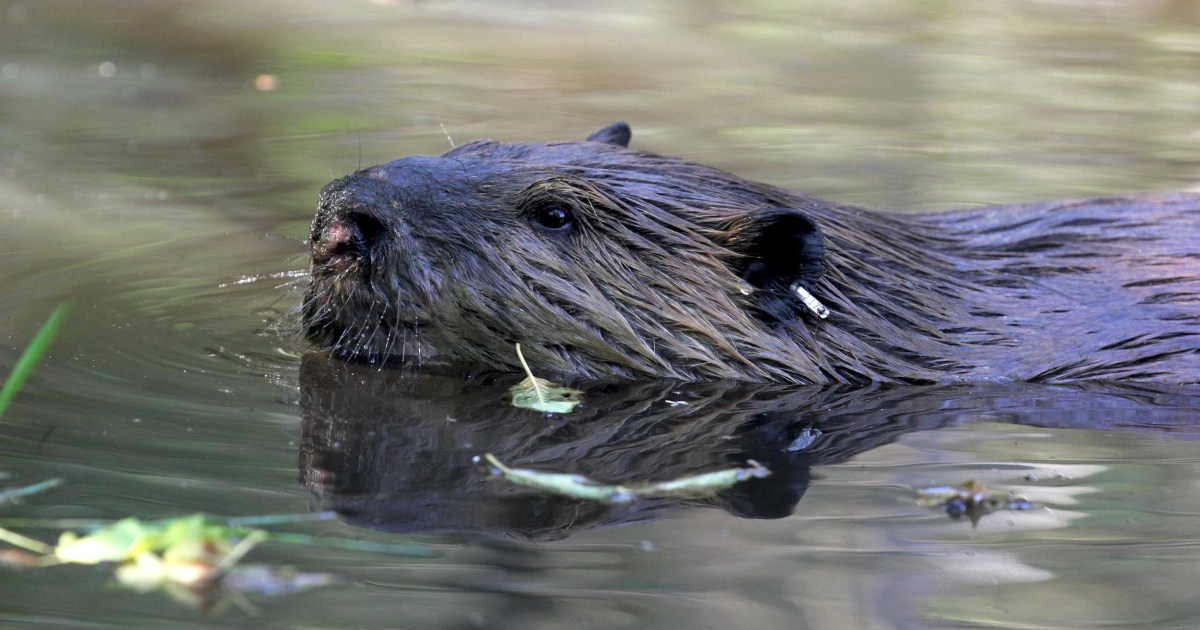 Beavers Are Great for the Environment. As Neighbors, Not So Much