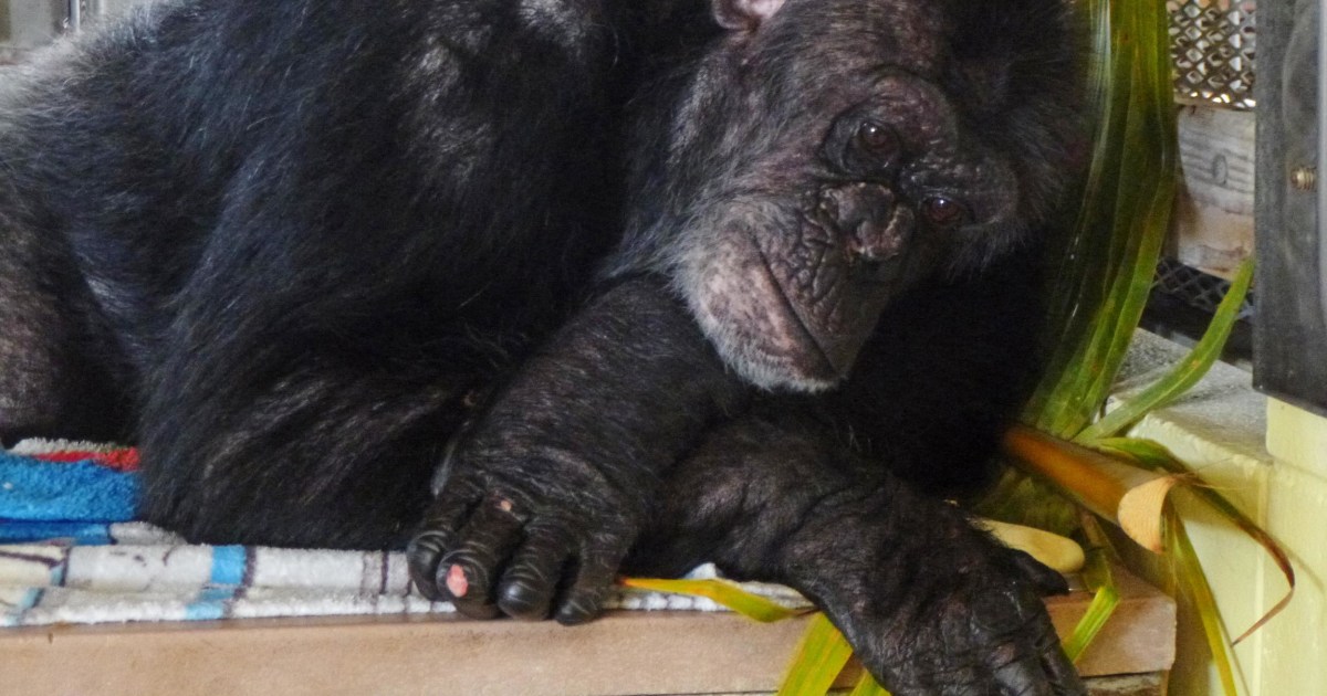 Iris the Chimpanzee Finds Love at Florida Sanctuary