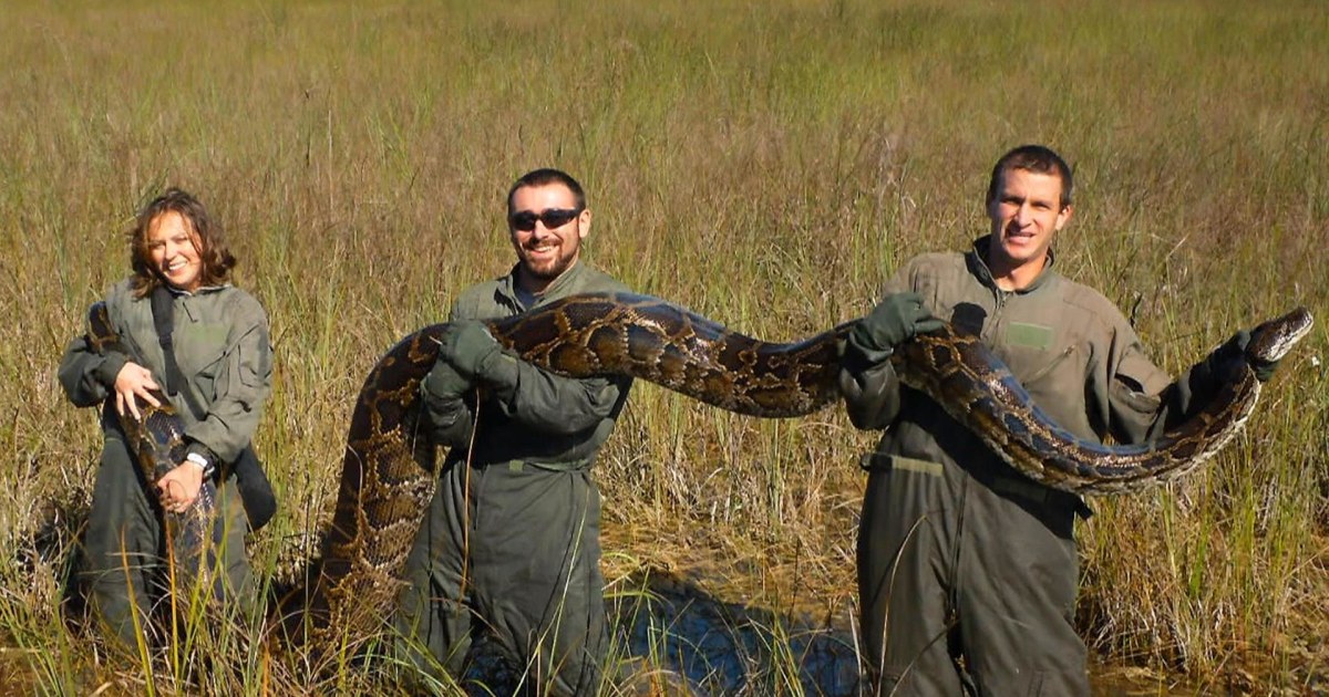 Pythons on the Prowl: Snakes Take Over Florida Everglades