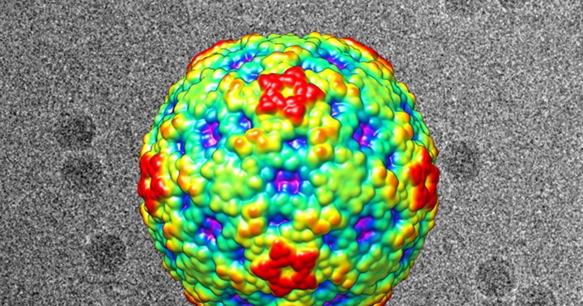 New Strain of Enterovirus May Have Caused Mystery Paralysis