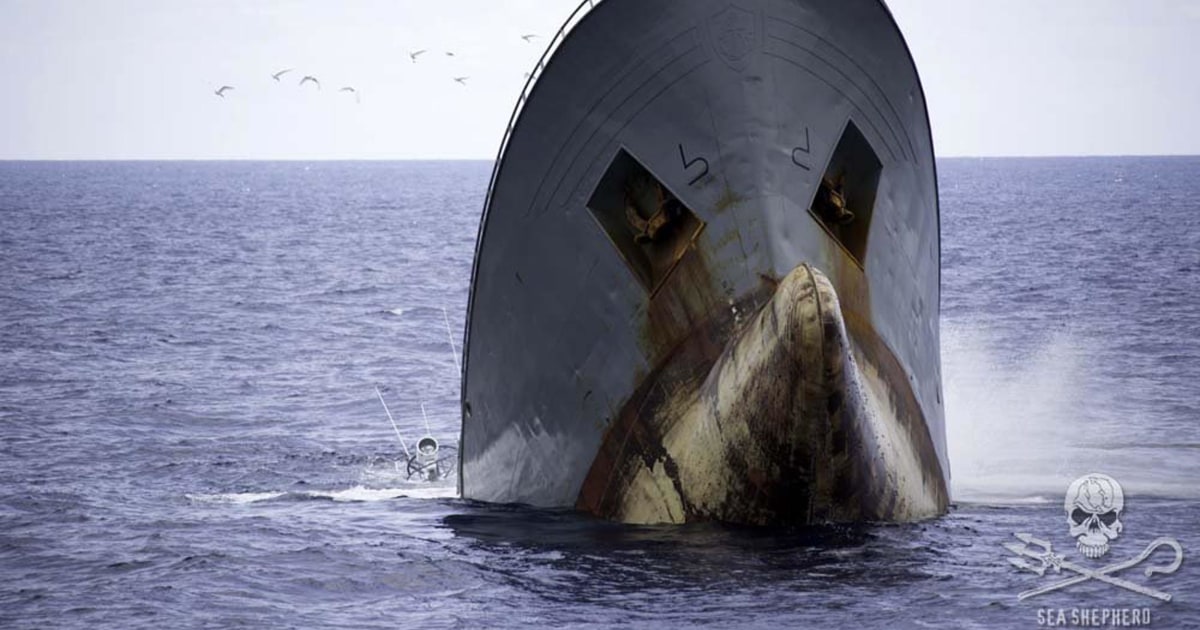 Conservation Group Rescues Crew of Sinking Ship It Had Pursued for Months