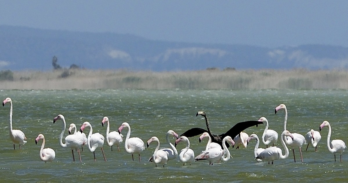 Rare Black Flamingo Ruffles Feathers in Cyprus