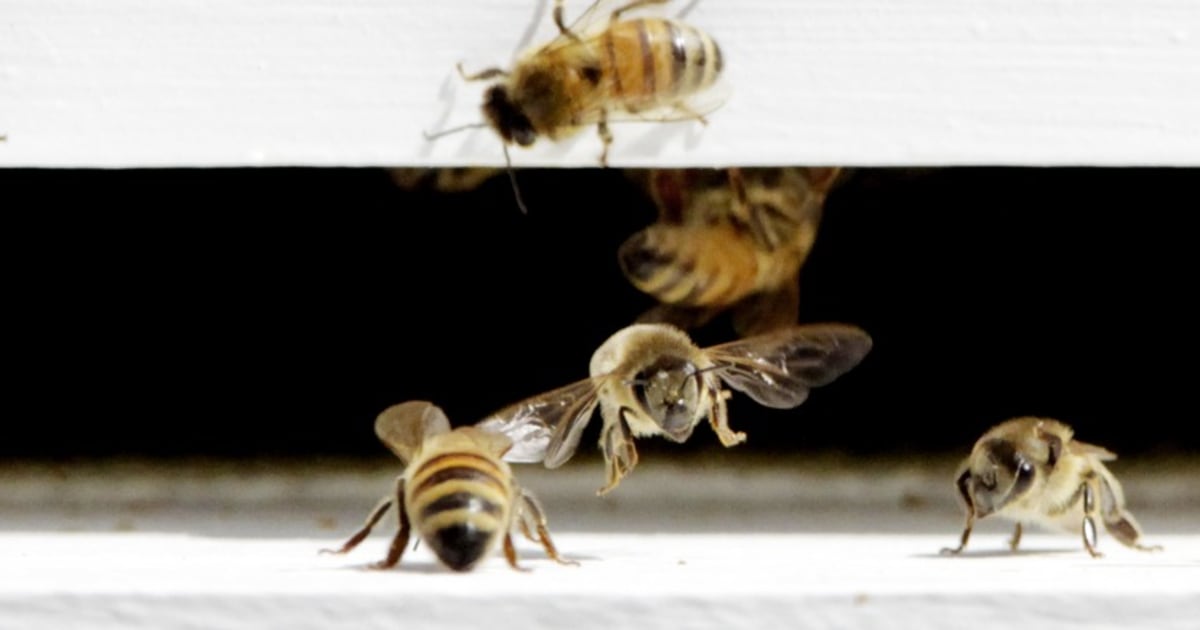Bad Buzz: Studies Say Neonic Pesticides Hurt Wild Bees