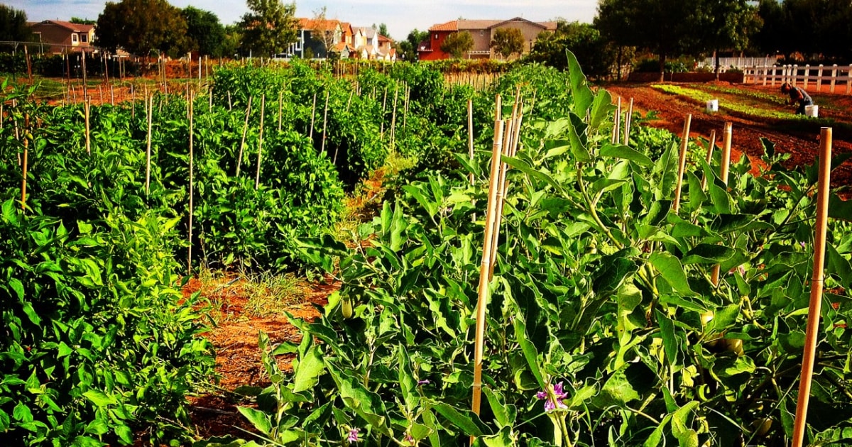 In Agritopia, Farm-Raised Food Is Steps Away From Your Front Door