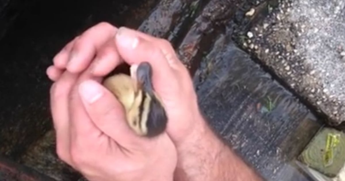 iPhone Quacks the Case: Duck Ringtone Rescues Louisiana Ducklings