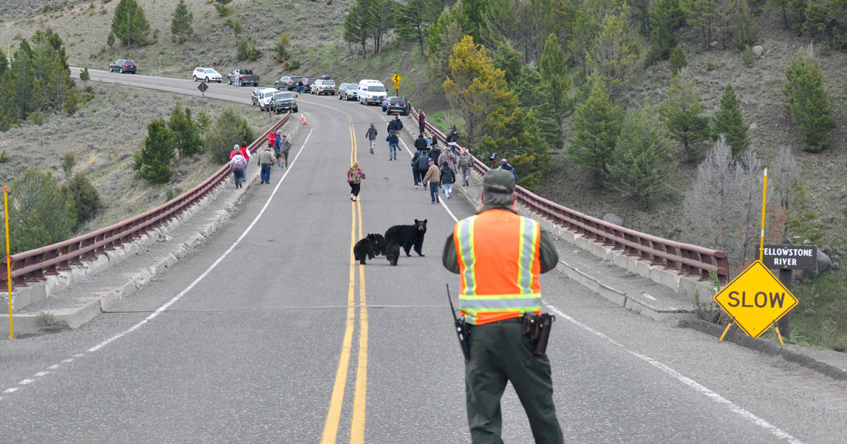 Watch Tourists Run From Bears in Yellowstone National Park