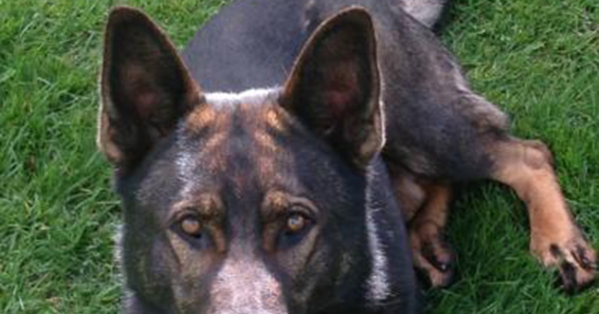 Police Dog Found After Going Missing in Mountains for a Week
