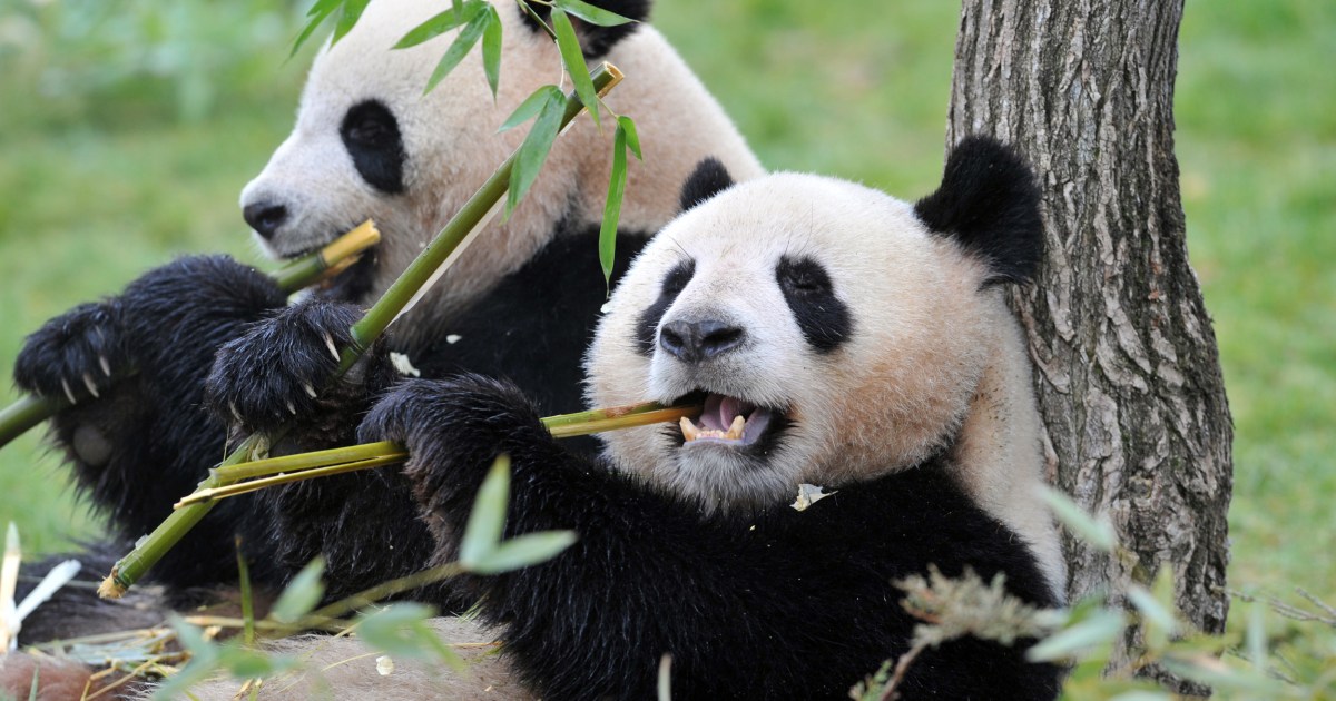 Wild Panda Killed, Dismembered, Sold as Meat: China State TV