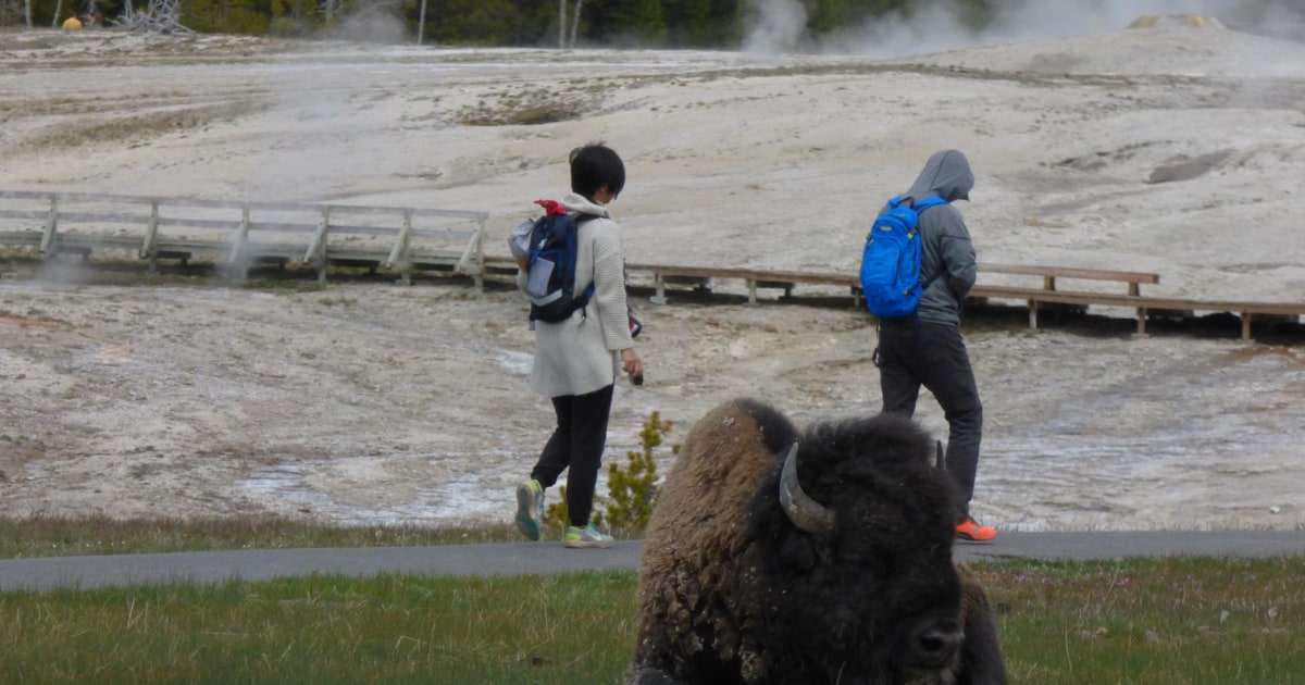 Teen Taiwanese Exchange Student Gored by Bison at Yellowstone Park