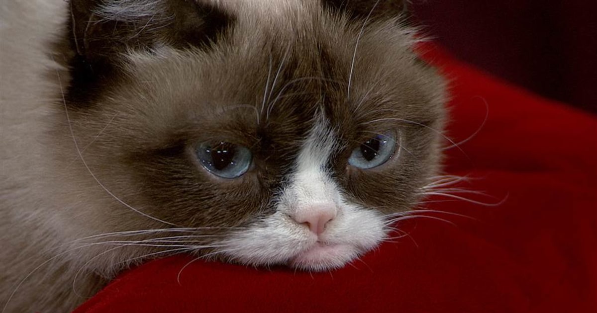 Kitty Kickstarter: See the Microbes That Live Inside Your Cat's Poop