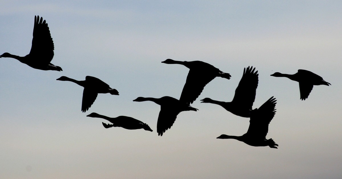 Wisconsin Declares Bird Flu Emergency