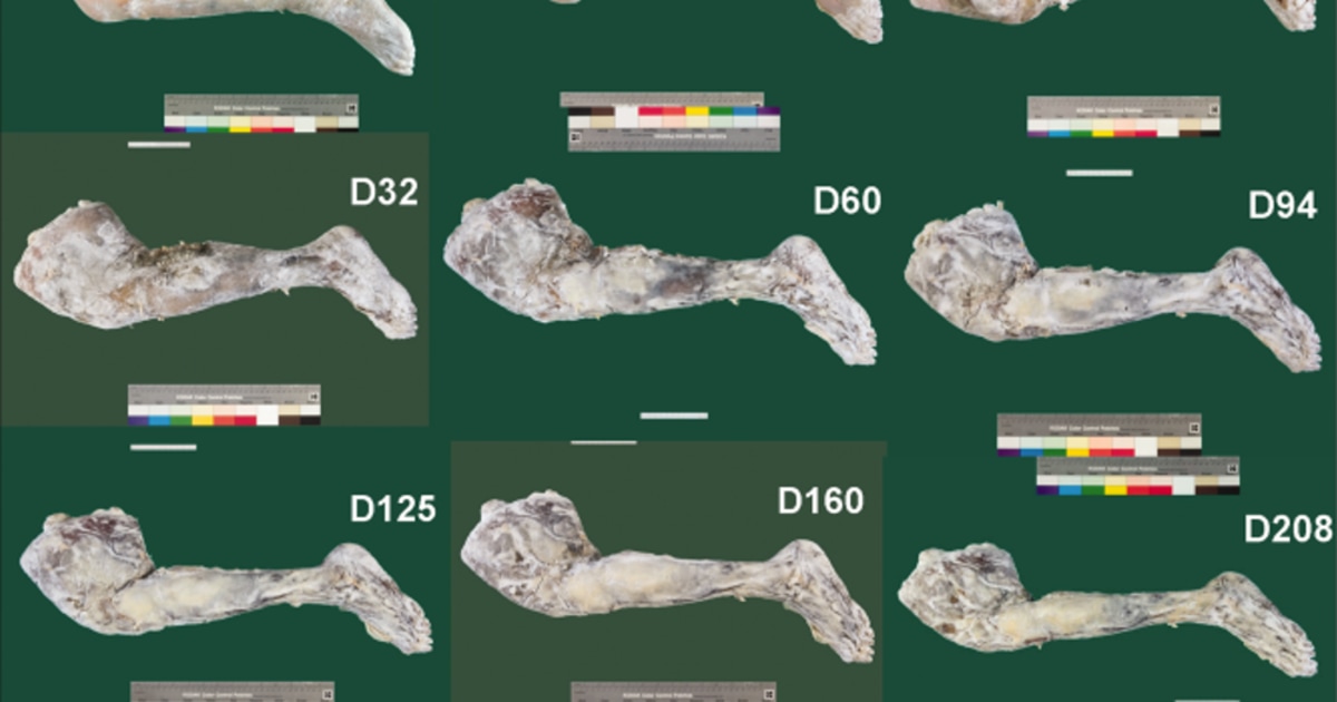 Modern Human Leg Gets the Ancient Egyptian Mummy Treatment