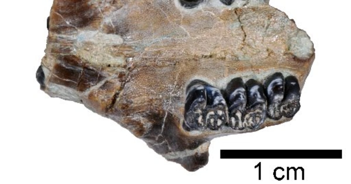 Fossil of Previously Unknown Beaver Species Unearthed in Oregon