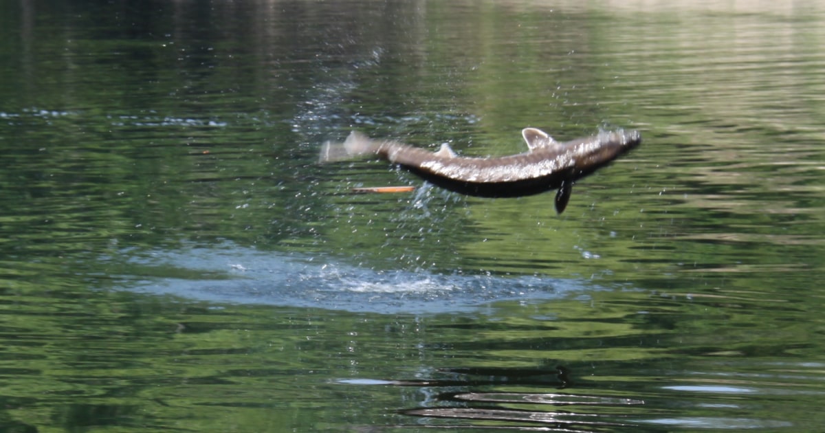 Sturgeon Leaps At Florida Teen, Knocks Her Unconscious