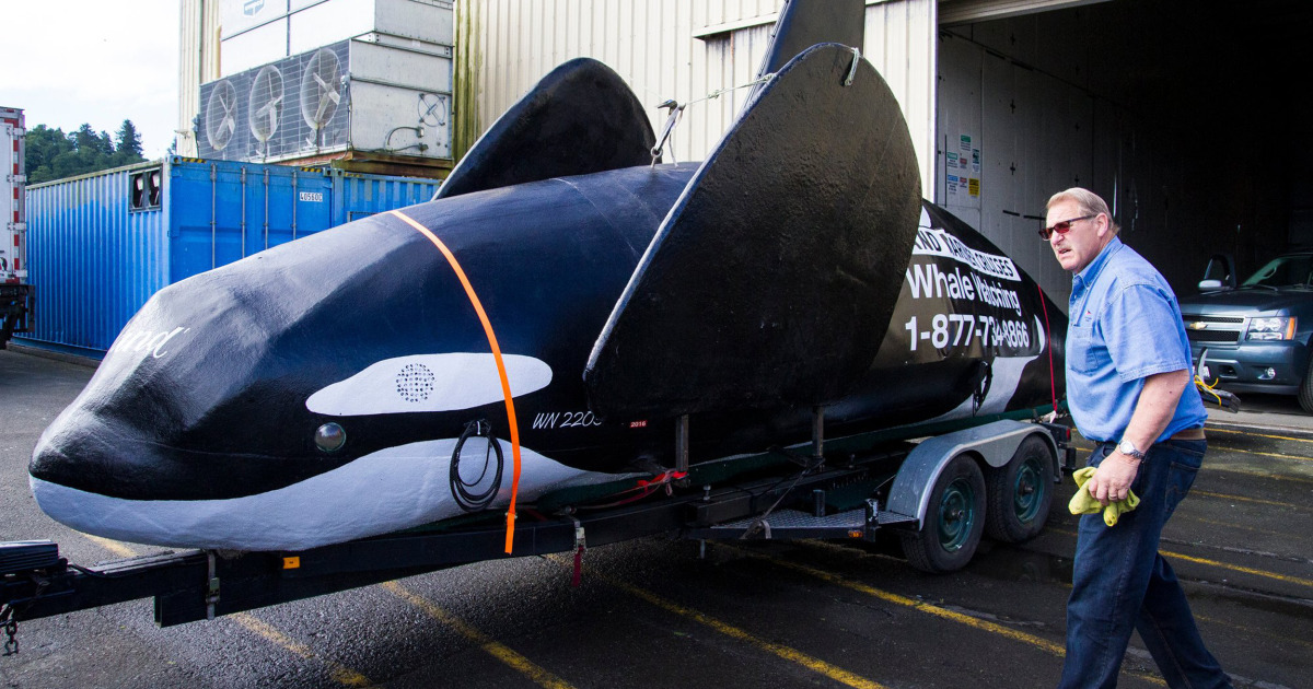 Fake Orca Capsizes, Fails to Scare Sea Lions From Oregon Docks