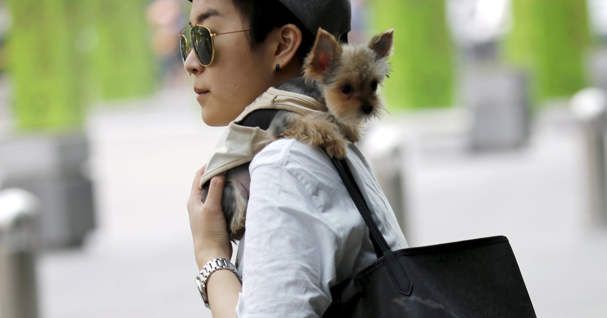 To the Dogs: China's New Passion for Pets Is Big Business