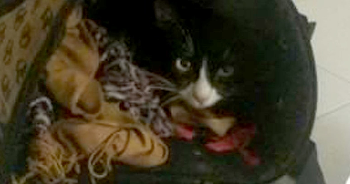 Lola the Cat Survives Migrant Crossing to Italy