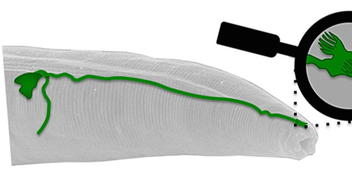 Worm Brain Yields Secret to How Animals Sense Earth's Magnetic Field