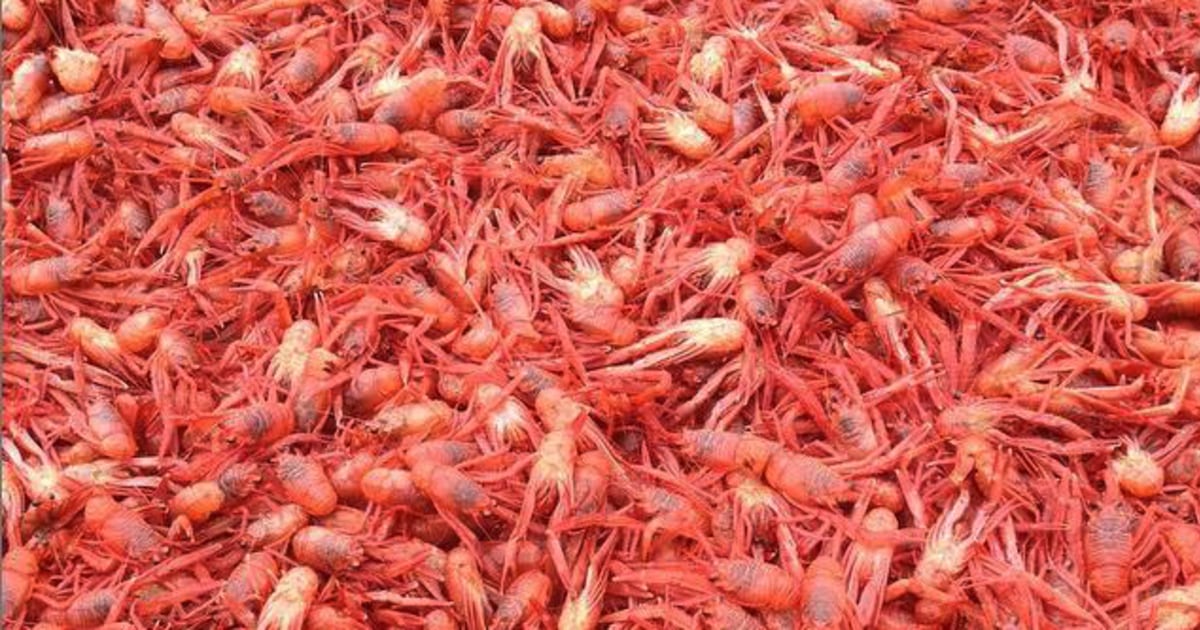 Red Tide: Tiny Crabs Blanket California Beaches