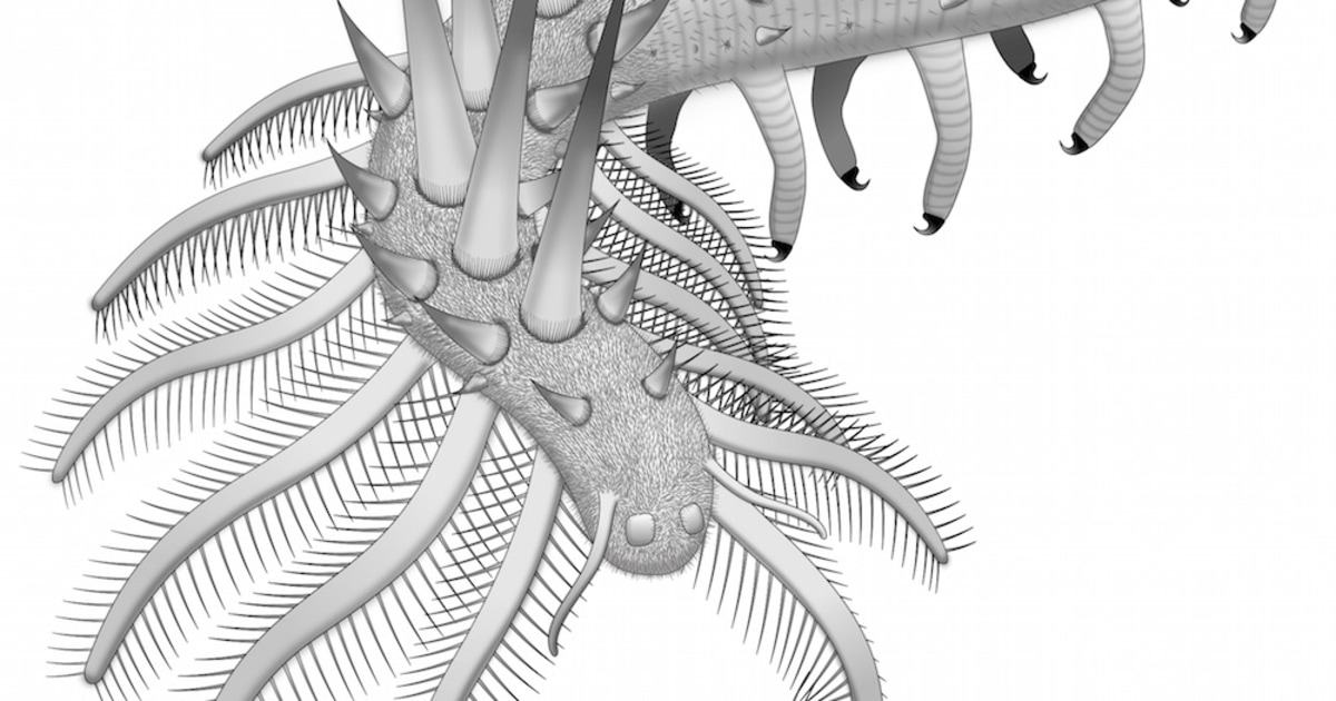 30-Legged Prehistoric Worm Among First to Sport Spikes
