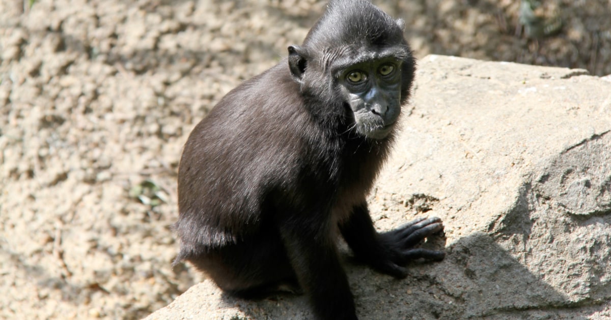 Monkey Escapes from Memphis Zoo Enclosure
