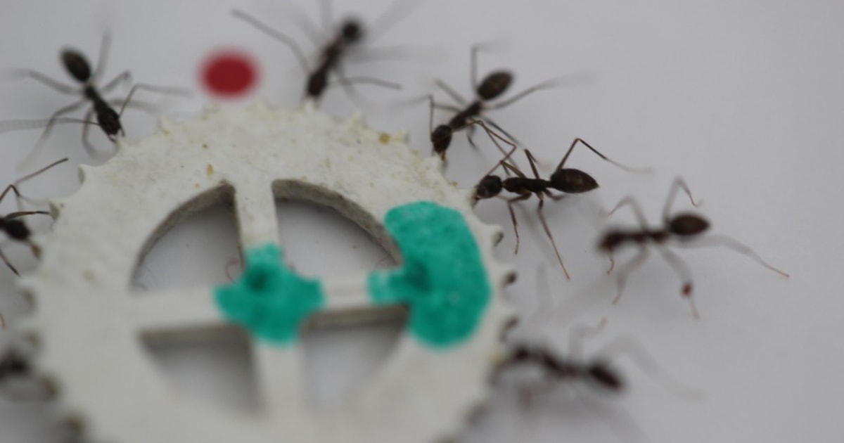 Hard Labor: Study Deciphers How Ants Cooperate to Carry Heavy Loads