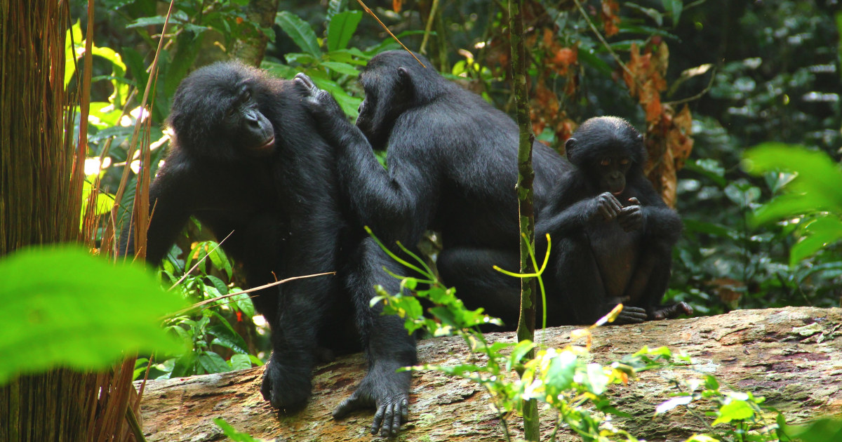 Going Ape: Bonobos Make Sounds Like That of Human Babies