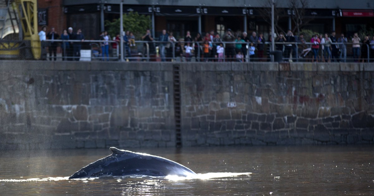 Lost Whale Guided to Open Waters in Argentina